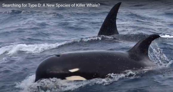 Searching for Type D -- A New Species of Killer Whale?
