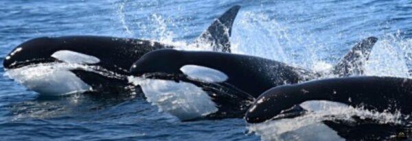 New Orca Behaviors Discovered -- Using Tools and Sharing Food With People