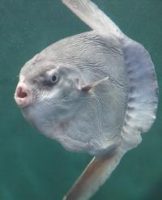The Weird, Harmless & Occasionally Very Dangerous Ocean Sunfish