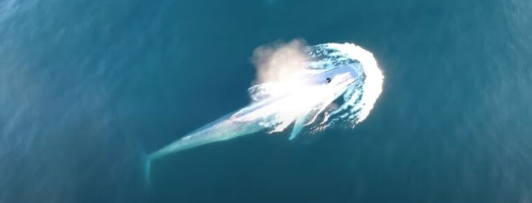 Krill Joy -- Drone Video of Blue Whale Feeding